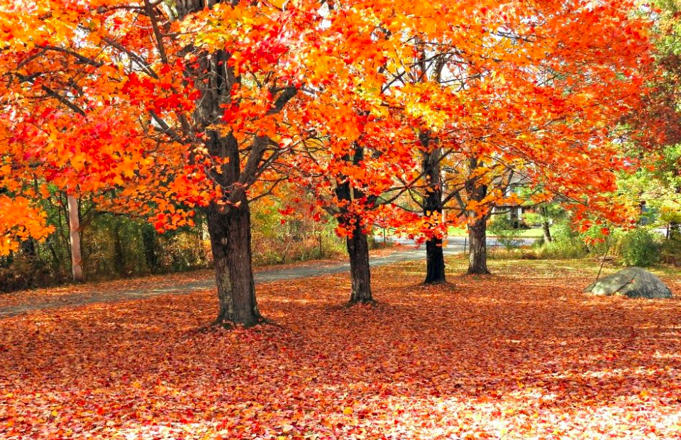 Why Do Leaves Fall From Trees Now I Know Why Do Leaves Fall From Trees Now I Know